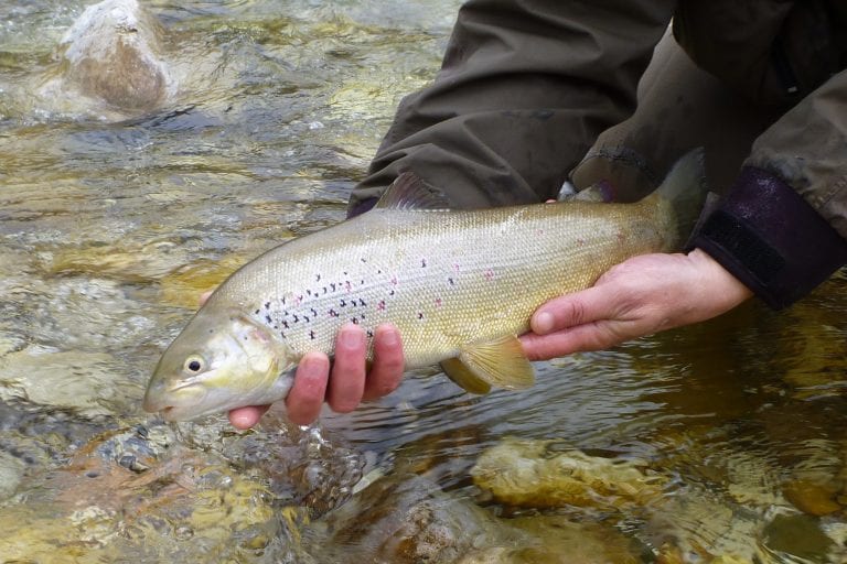 Softmouth Trout of the Balkans - Fly Fishing - The Wading List