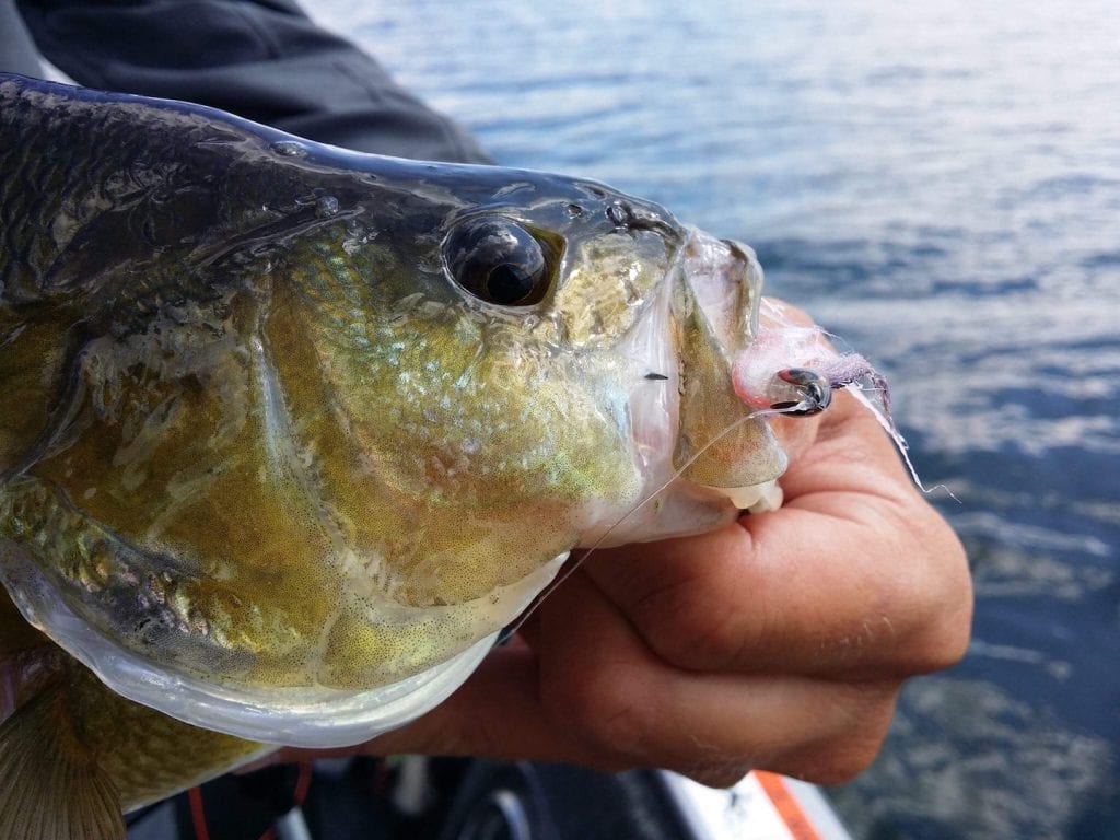 Perch Flies: Predators on the Fly Rod - Fly Fishing - The Wading List