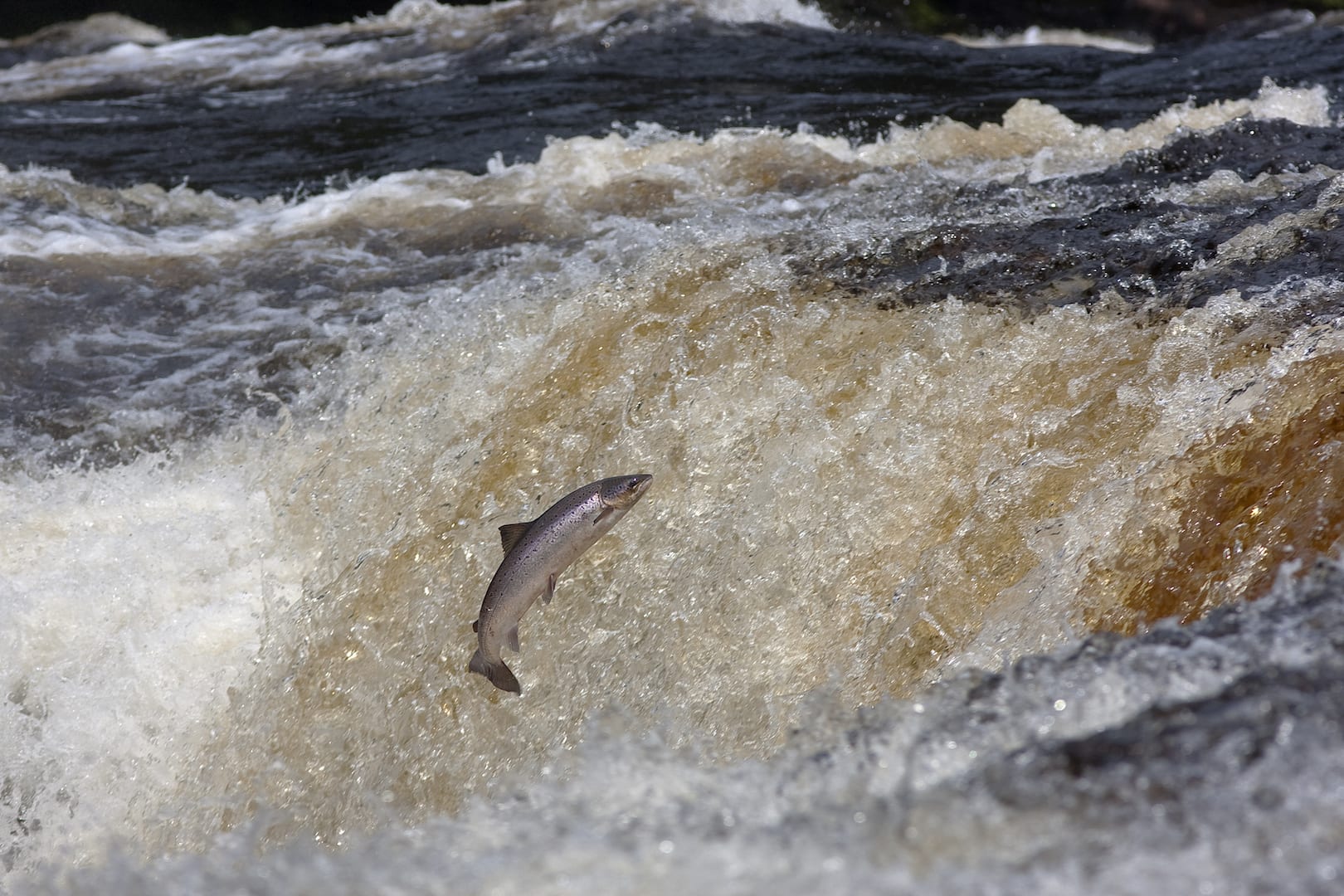 Historic Deal for North Atlantic Salmon - Fly Fishing