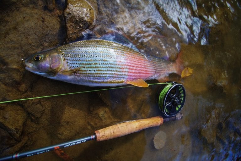 Marble Trout - A Season on Alpine Rivers - Fly Fishing