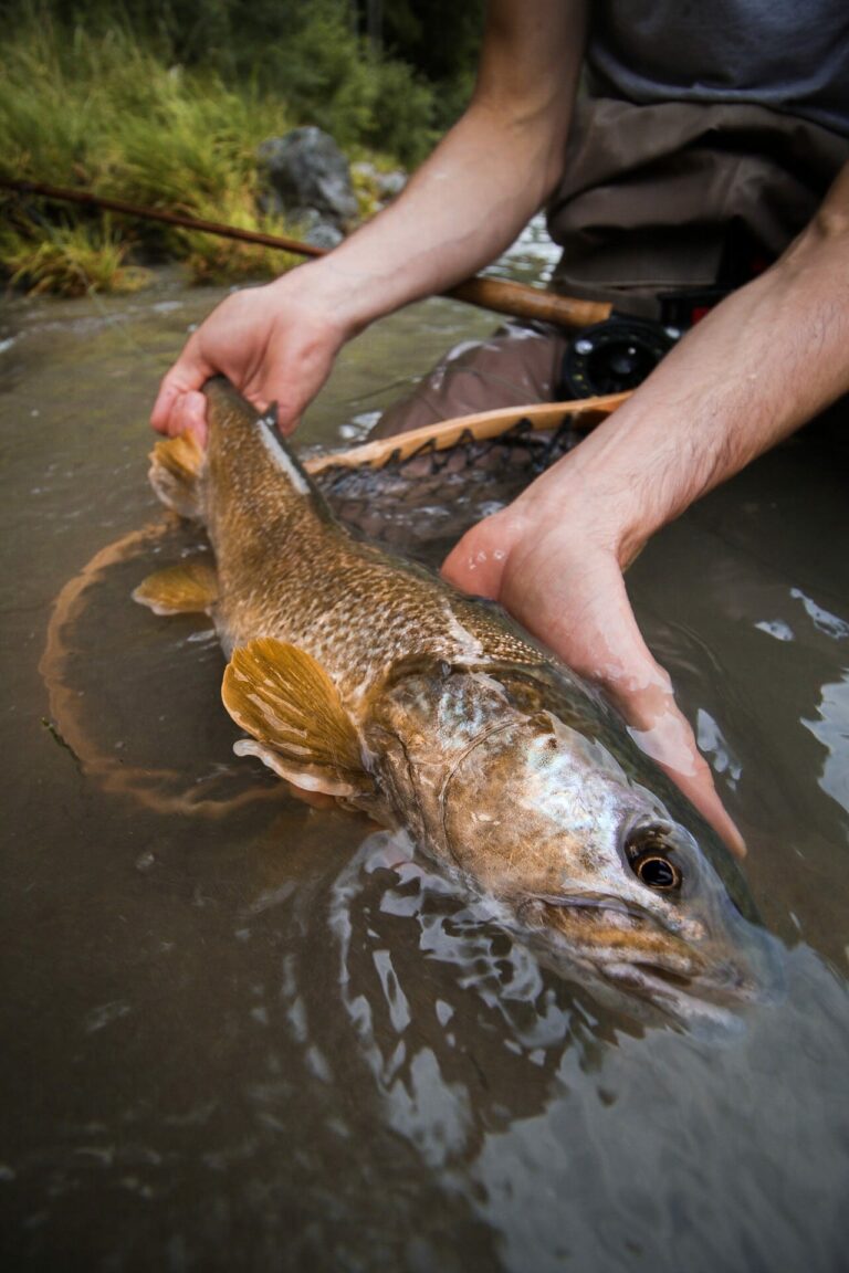 Marble Trout - A Season on Alpine Rivers - Fly Fishing