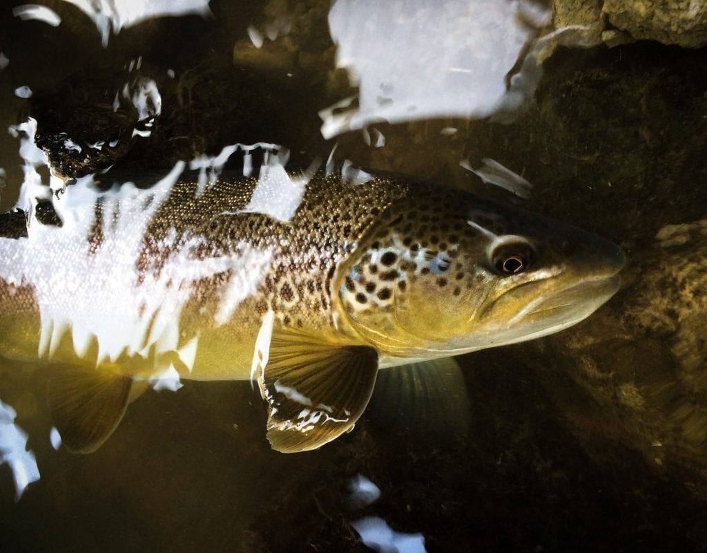 Marble Trout - A Season on Alpine Rivers - Fly Fishing