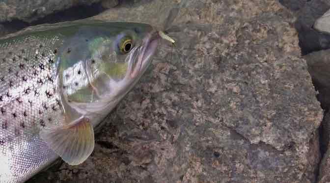 Seeking Native Trout in Japan - Fly Fishing - The Wading List