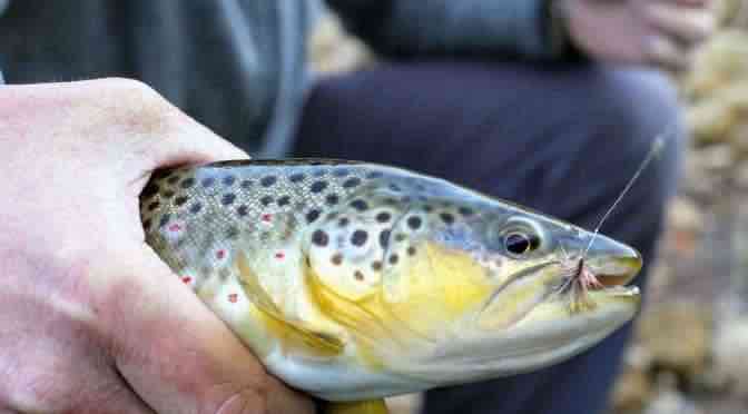 Fly Fishing Wisconsin: Edge of the Driftless Area - The Wading List