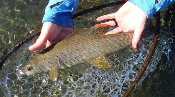 Will Arctic Grayling Return to Michigan? - The Wading List