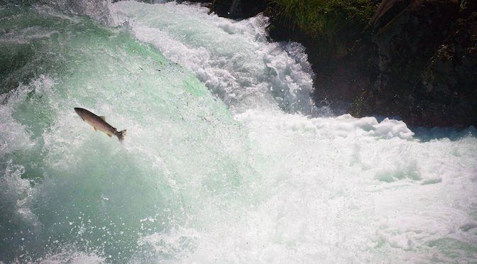 Native Fish Society - Conservation Spotlight - Fly Fishing - The Wading ...