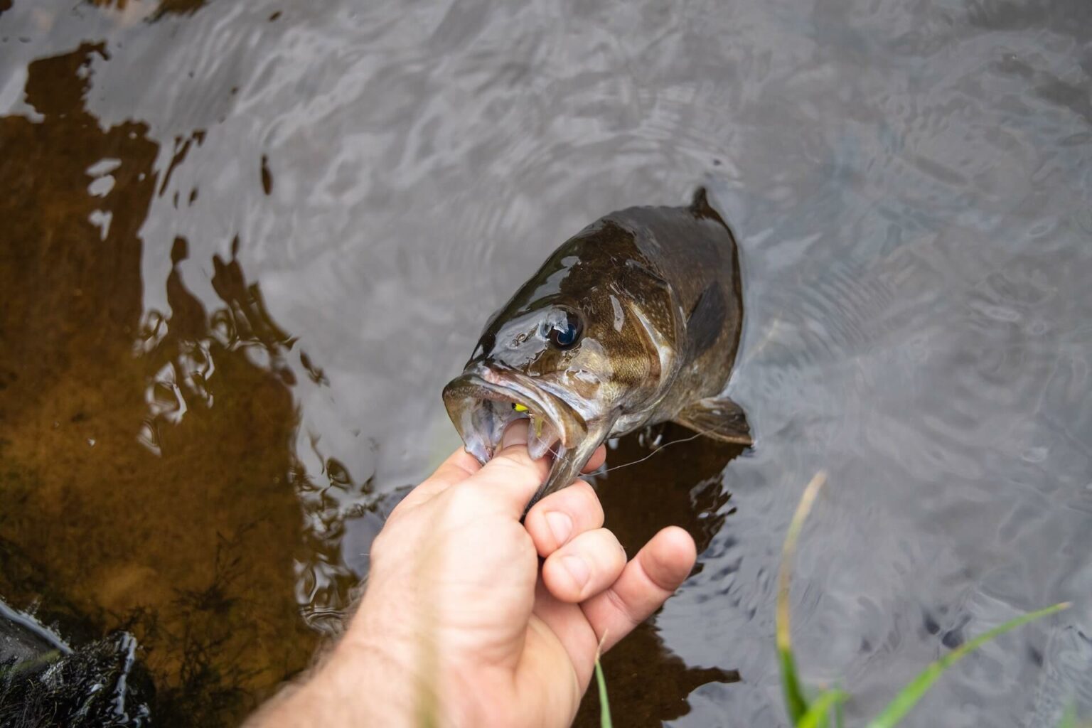 How to Catch Bass: Proven Methods for Consistent Results - The Wading List