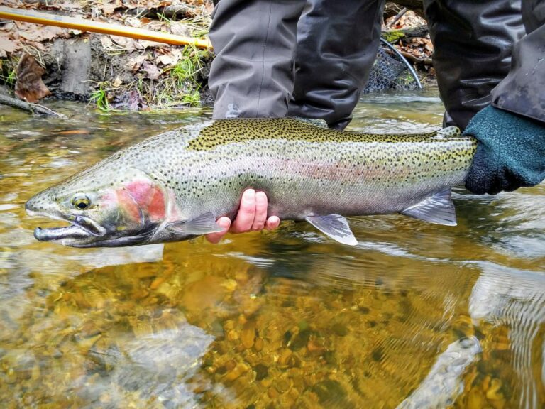 Ultimate Guide to Fly Fishing Michigan | The Wading List