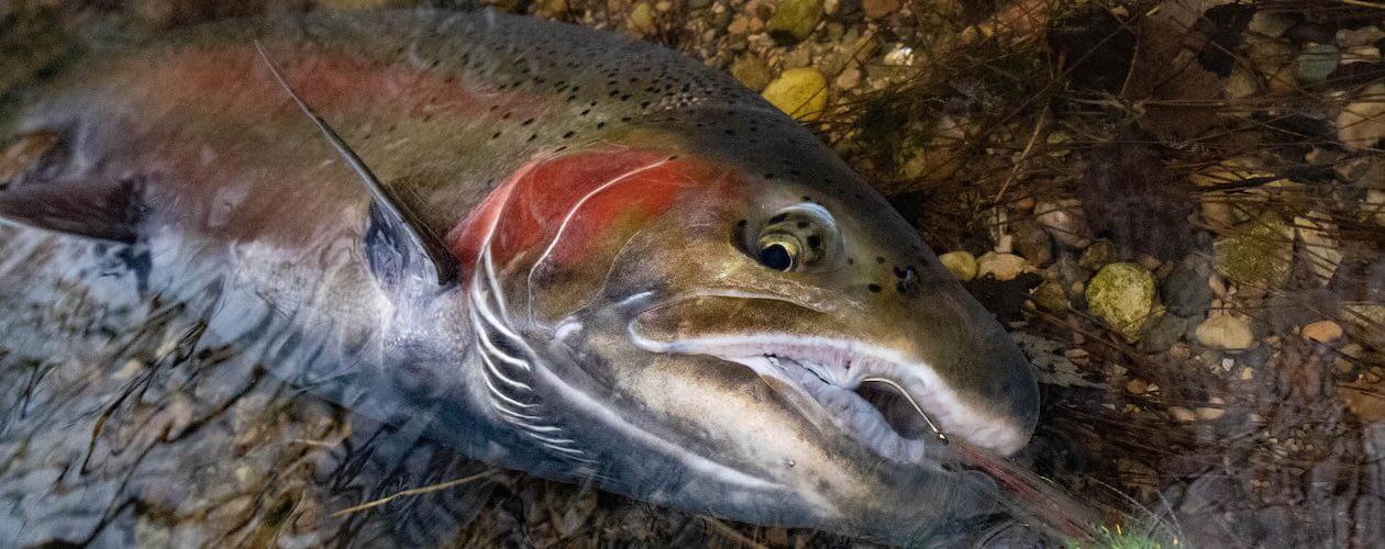 The Wading List - Fly Fishing Culture and Philosophy