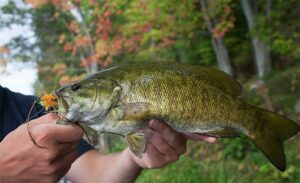 Ultimate Guide to Fly Fishing Michigan | The Wading List