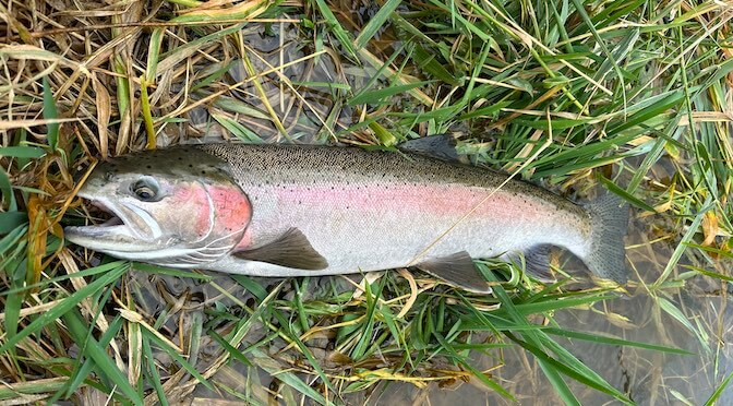 Fly Fishing Steelhead: A How To Guide - The Wading List