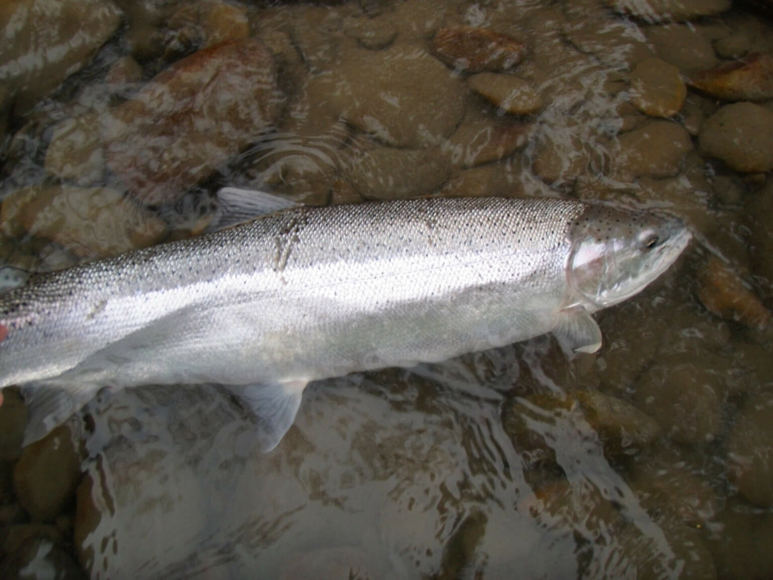 Fly Fishing Steelhead: A How To Guide - The Wading List
