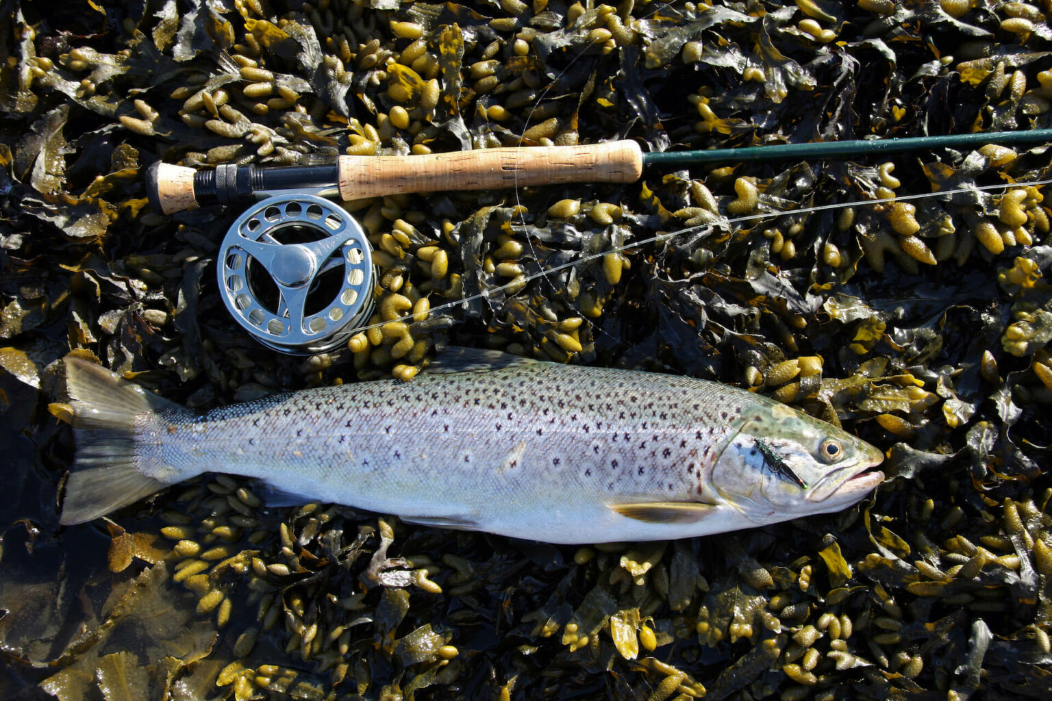 #5 Fly Rod vs #6 Fly Rod: Battle of the Weights - The Wading List