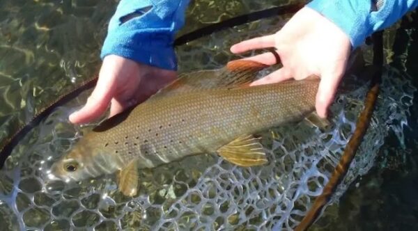 The Wading List - Fly Fishing Culture and Philosophy