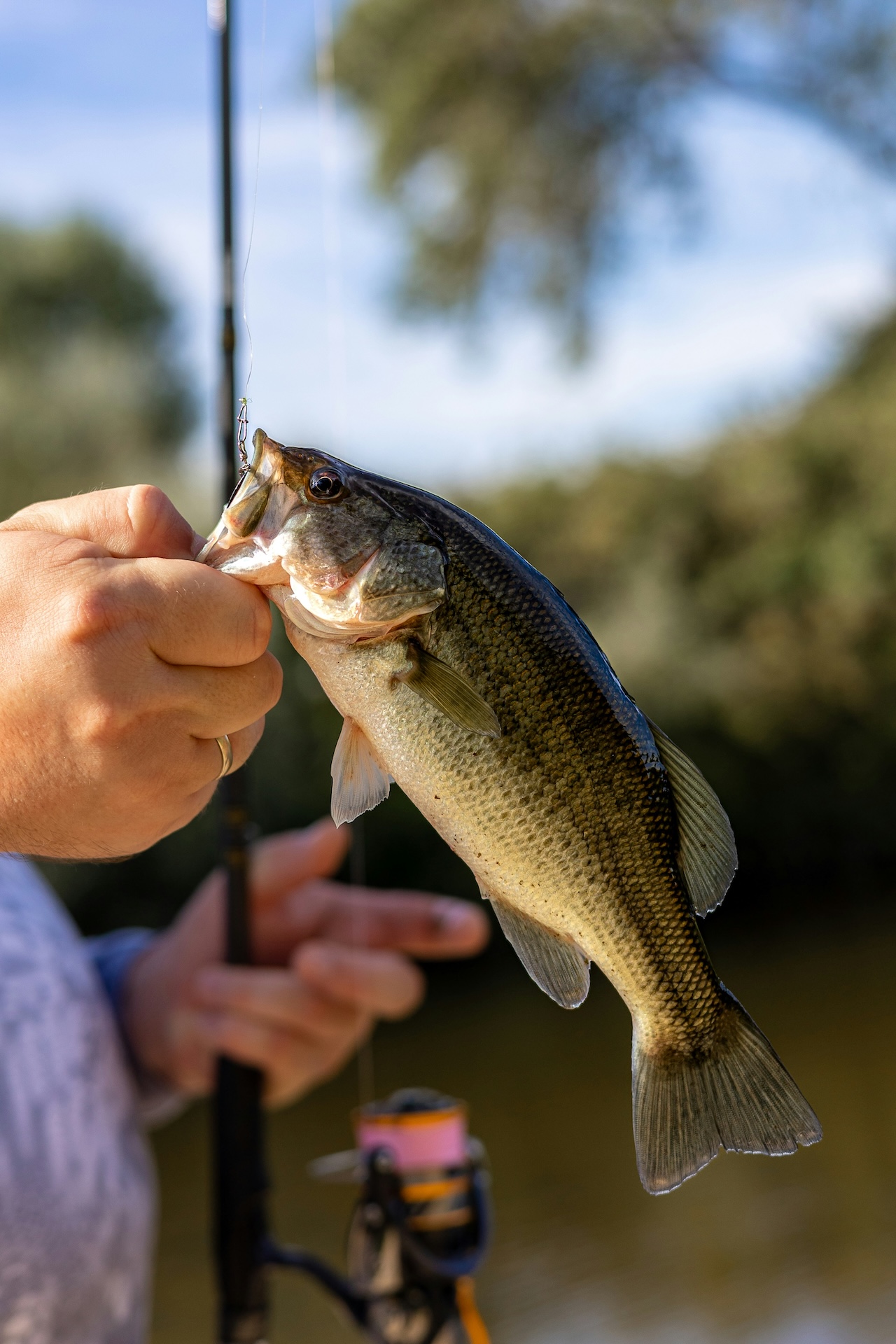What Bait Do Bass Like | The Wading List