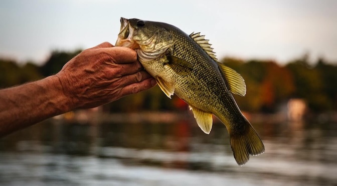 When Do Bass Spawn? An Essential Guide to Water Temp, Timing & Key ...